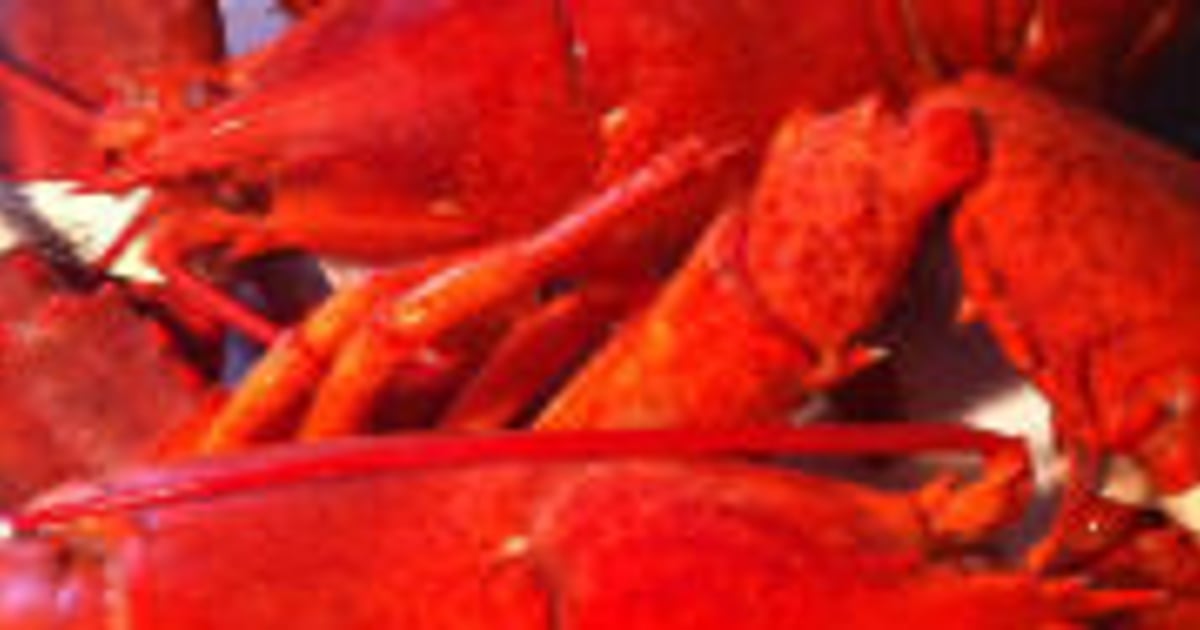 Le homard du Québec est arrivé! - Châtelaine