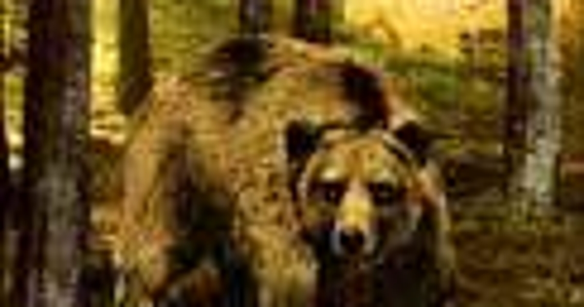 L'homme qui a vu l'ours - Châtelaine