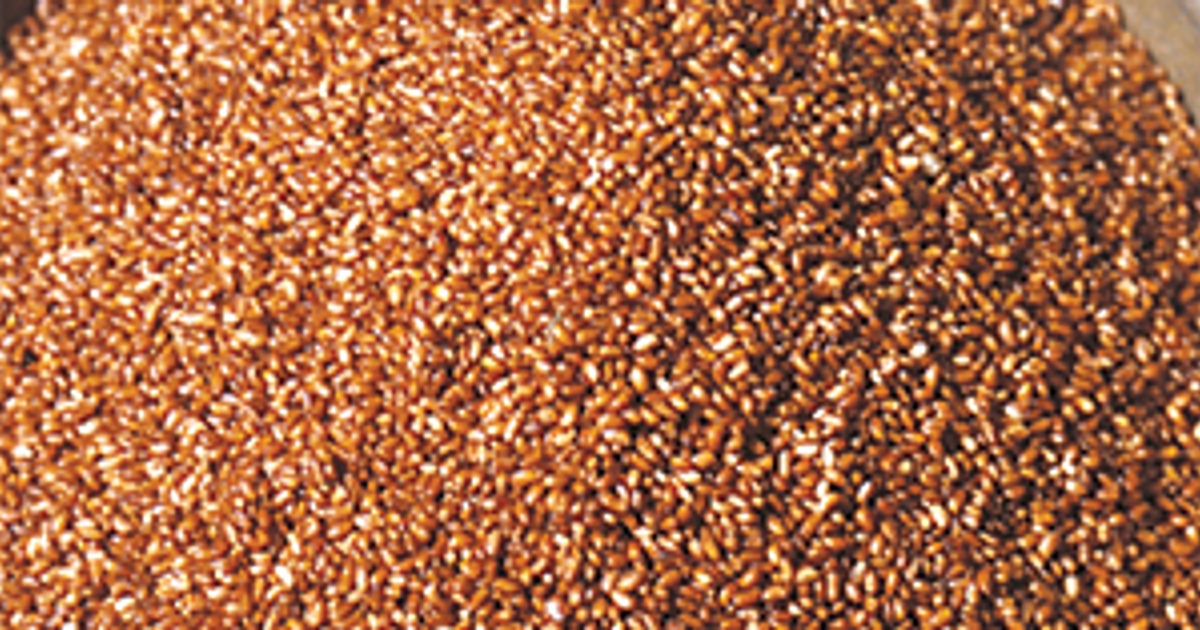 Le teff, un nouveau superaliment - Châtelaine