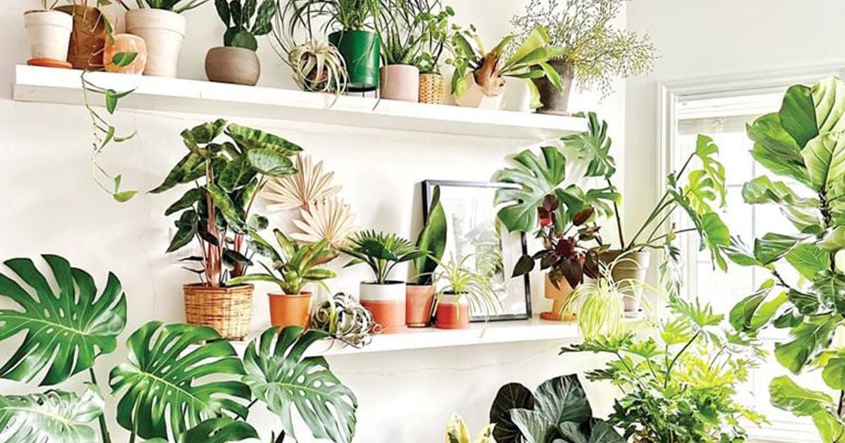 Soin des plantes en hiver : tout ce qu’il faut savoir - Châtelaine